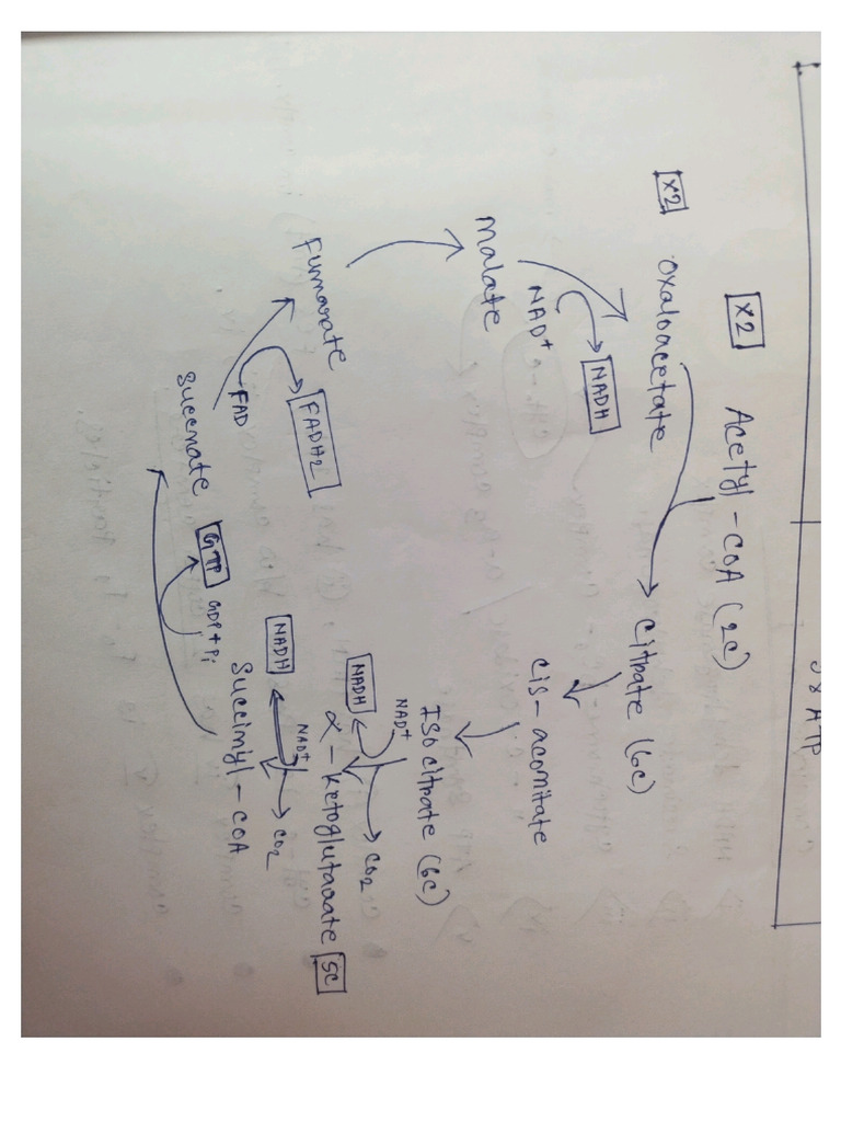 Crebs cycle | PDF