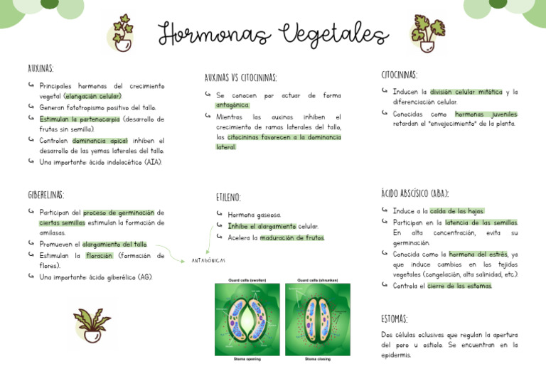 Hormonas Vegetales | PDF | Hormona Vegetal | Botánica