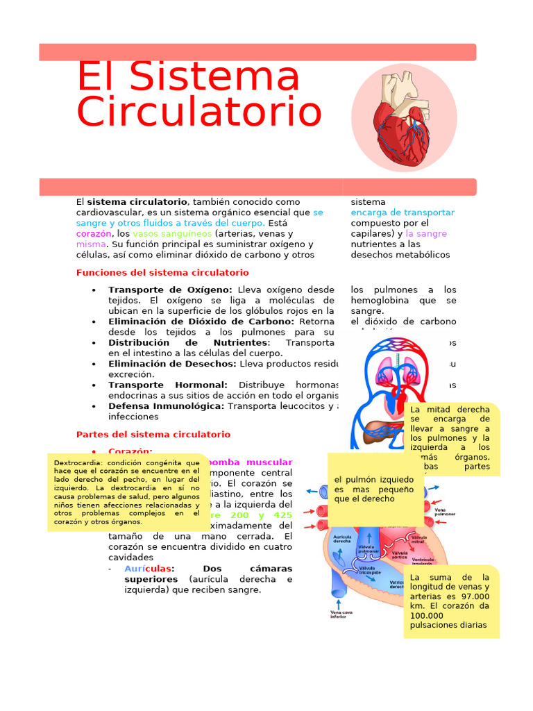 El Sistema Circulatorio | PDF | Corazón | Sistema circulatorio