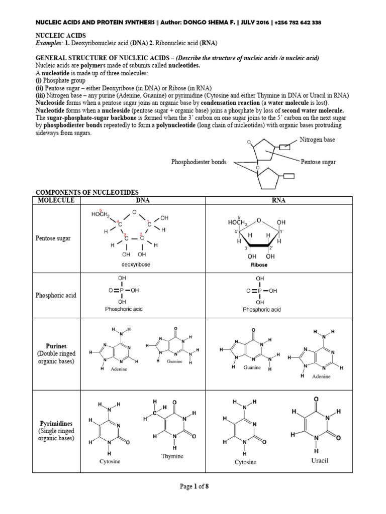 Nucleic Acids and Protein Synthesis | PDF | Translation (Biology ...
