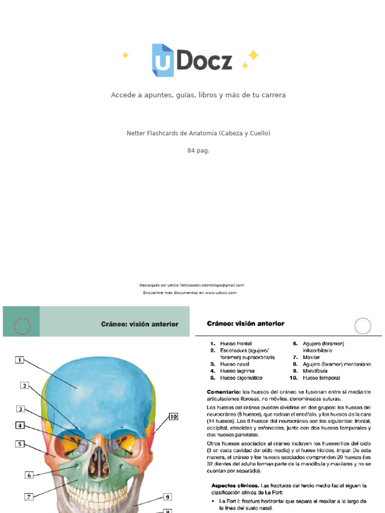Netter Flash Card Cabeza y Cuello | PDF