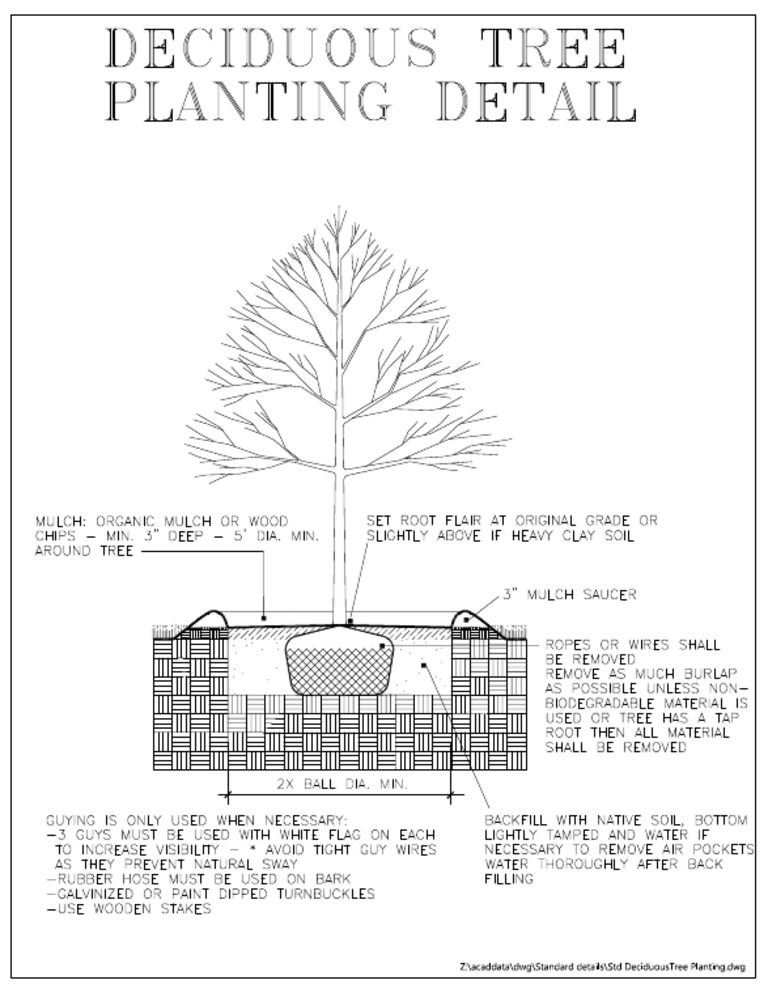 Deciduous Tree Planting Standards PDF | PDF