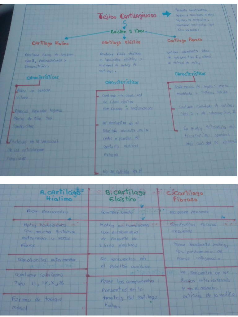 Organizador y Cuadro Comparativos | PDF
