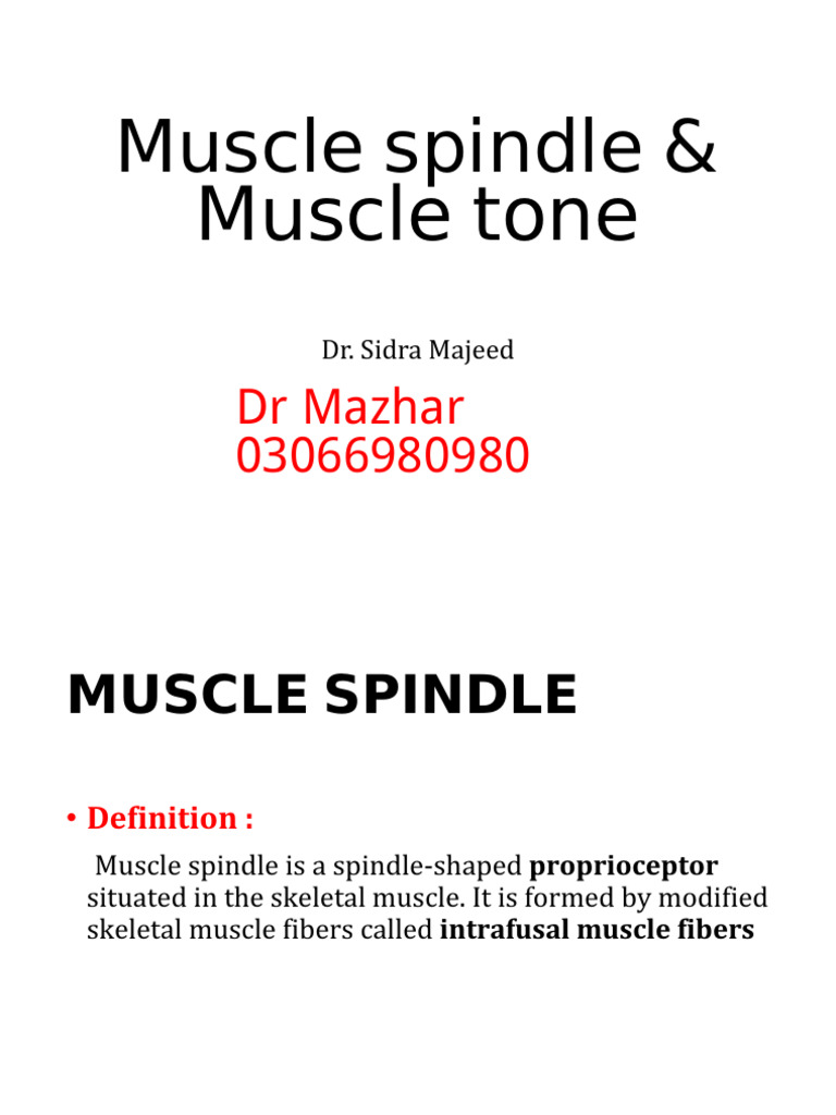 Muscle Spindle and Muscle Tone Explained | PDF | Motor Neuron ...