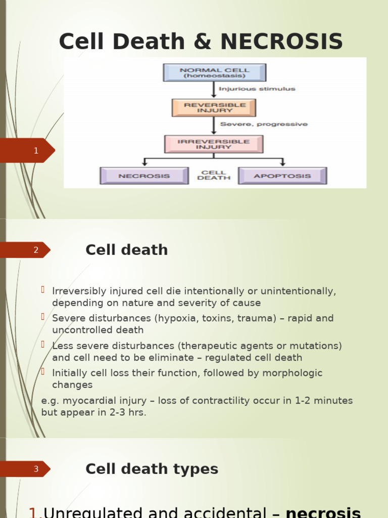 Necrosis | PDF | Apoptosis | Necrosis