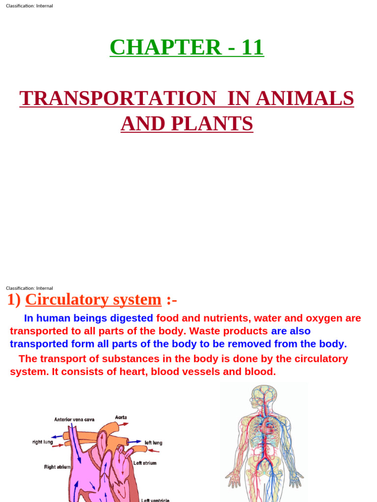 Transportation in Animals and Plants | PDF | Heart | Blood