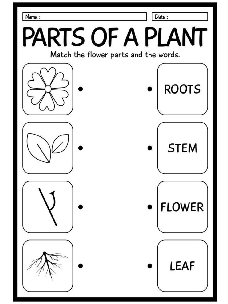 1st Grade Life Science Worksheets | PDF