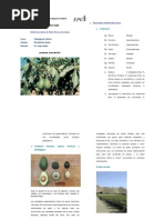 Manual para El Establecimiento de Una Huerta de Aguacate | PDF | Aguacate | Fertilizante