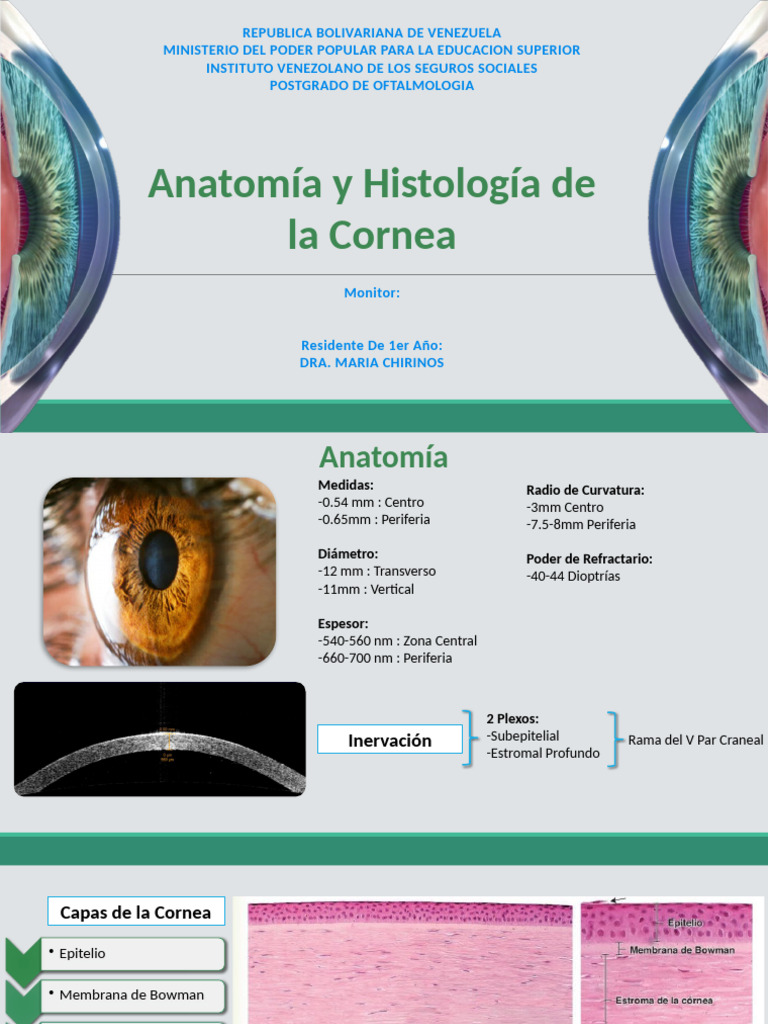 Anatomia e Histologia de La Cornea | PDF | Córnea | Epitelio
