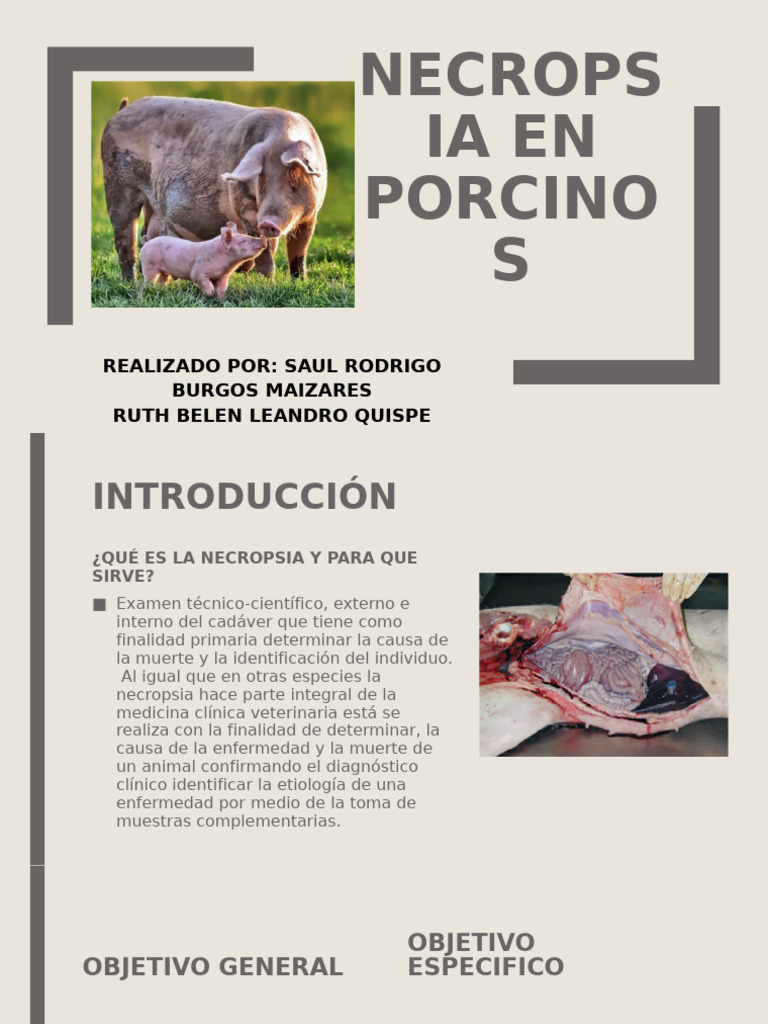 INFORME Necropsia en PORCINOS | PDF | Abdomen | Corazón
