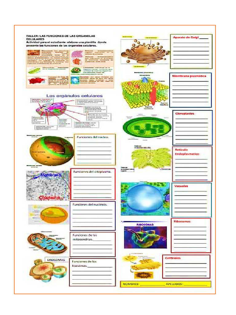 Practica de Funcion de Organelos | PDF