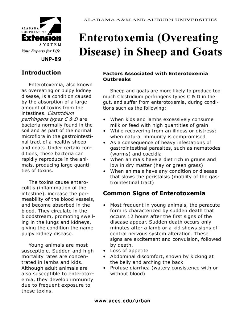 Enterotoxemia (Overeating Disease) in Sheep and Goats: Your Experts For ...