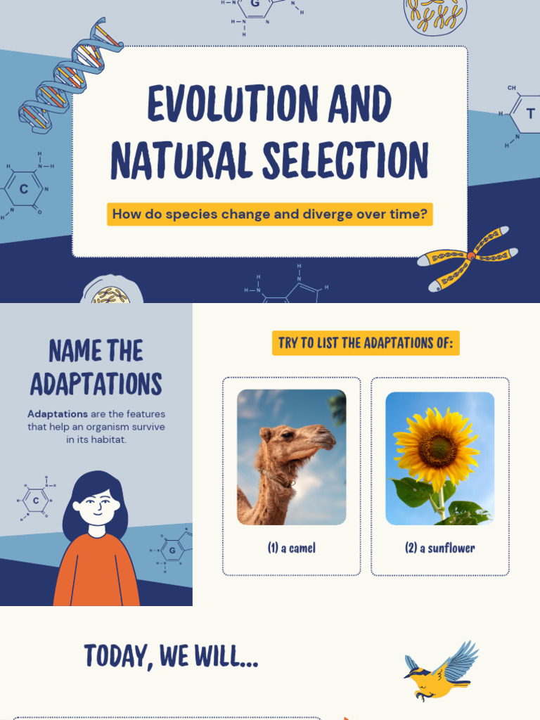 Evolution and Natural Selection Education Presentation in 0 Hand Drawn Lightly Textured Style ...