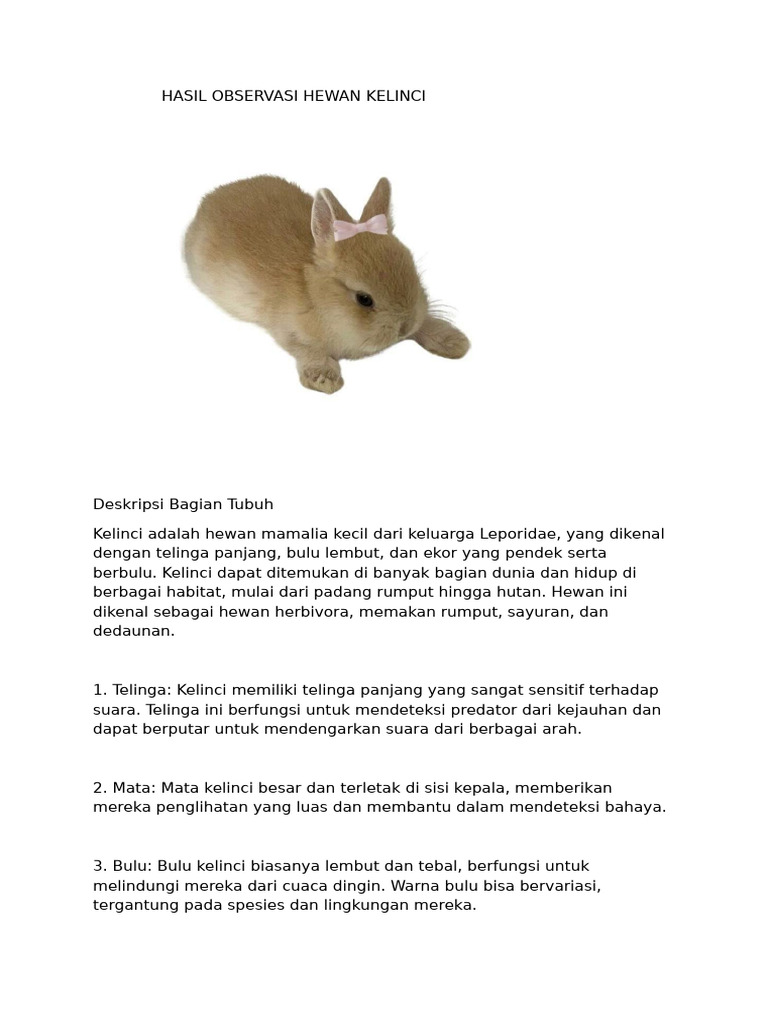 Hasil Laporan Teks Observasi Kelinci | PDF