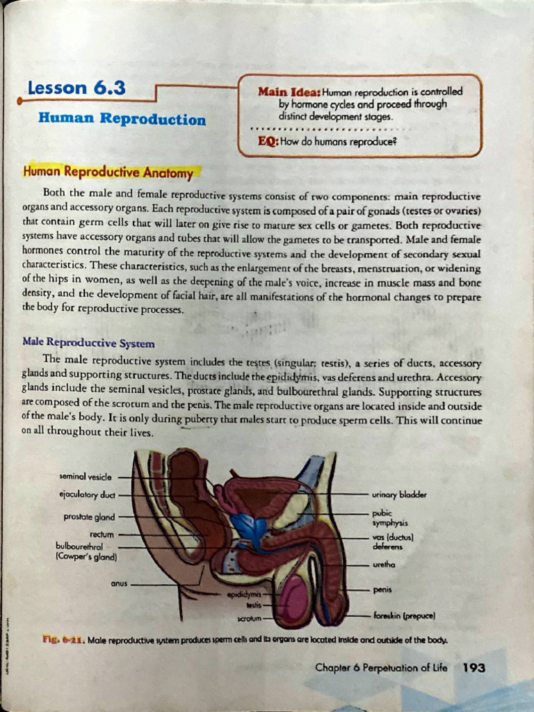 HUMAN-REPRODUCTION | PDF