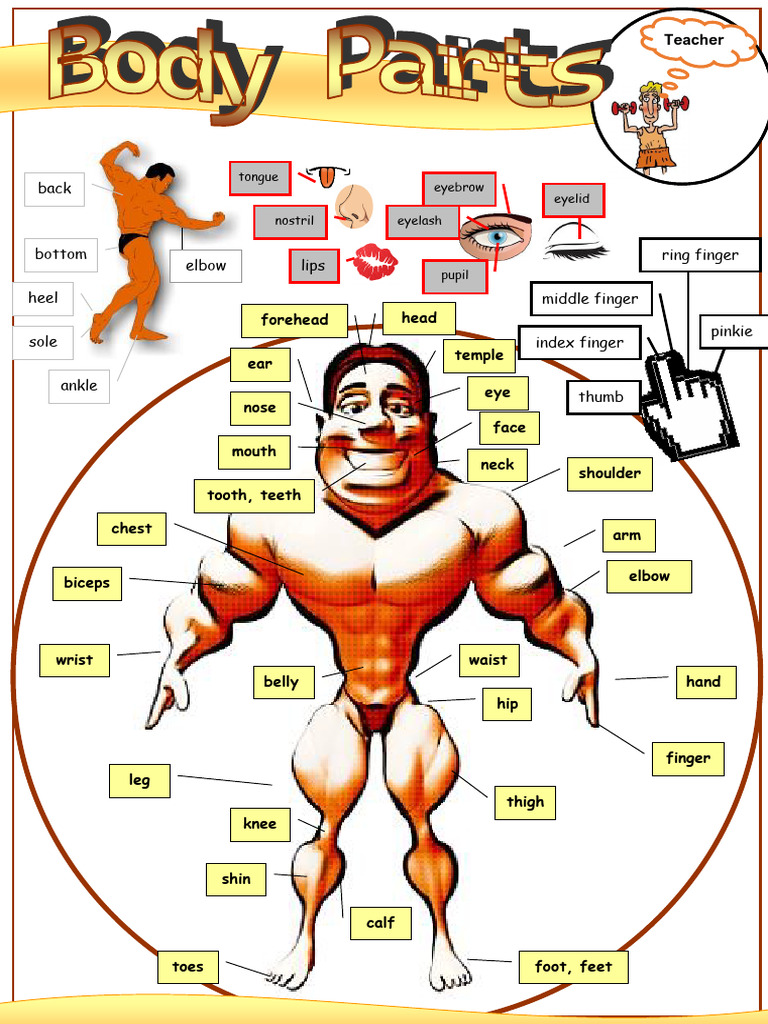 BODY PARTS - game in pairs (L3) | PDF | Human Anatomy | Primate Anatomy