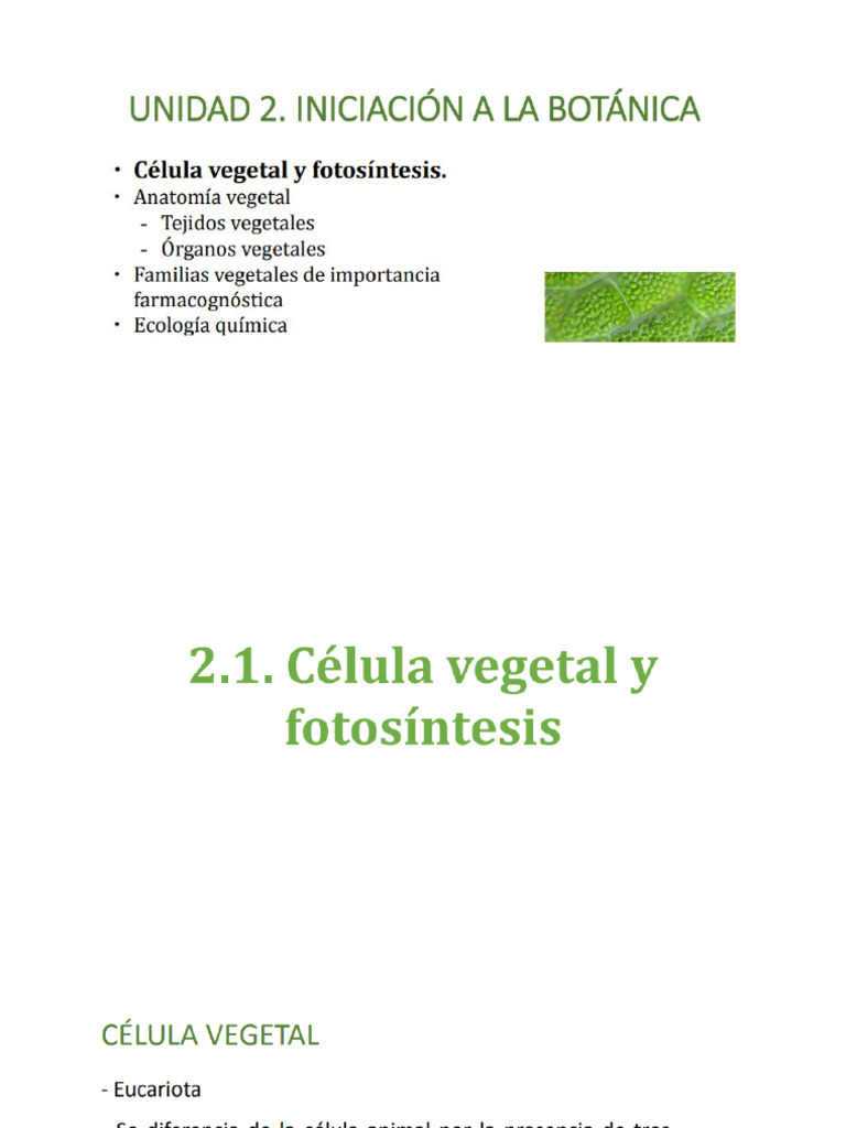 Unidad Ii - Botanica | PDF