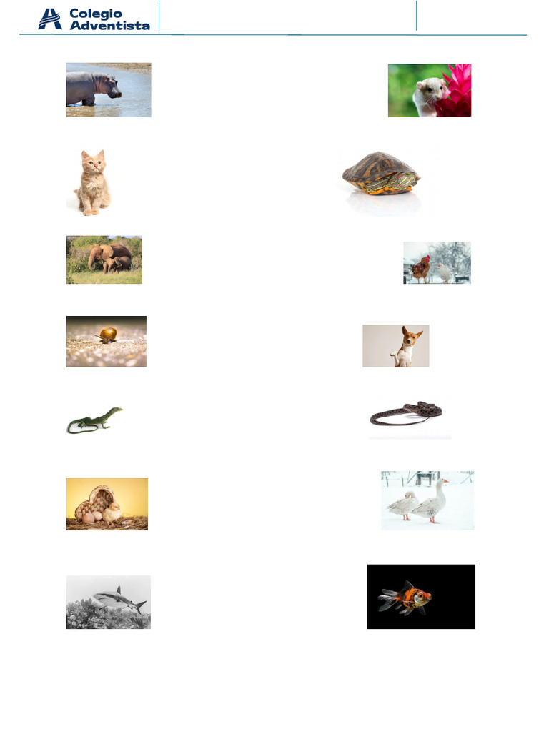 Animal Comparisons Worksheet | PDF