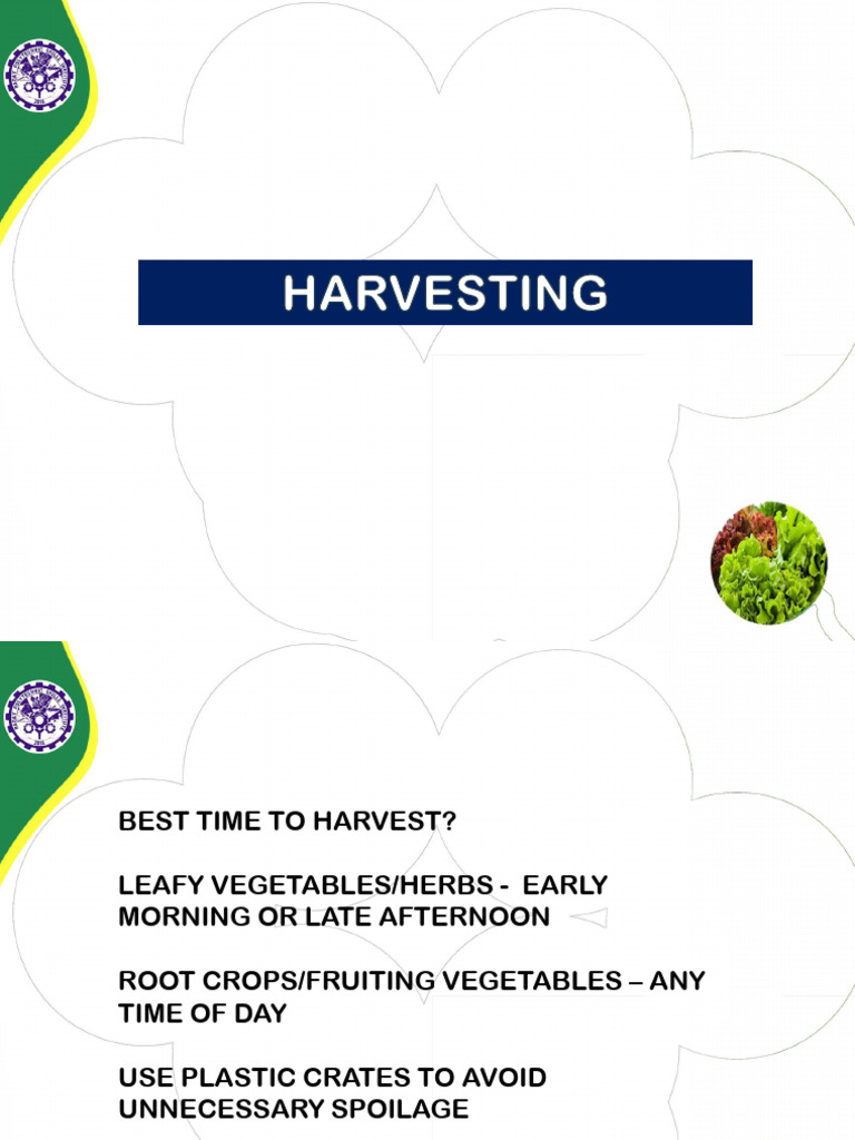Optimal Harvesting Techniques for Vegetables | PDF | Vegetables | Tomato