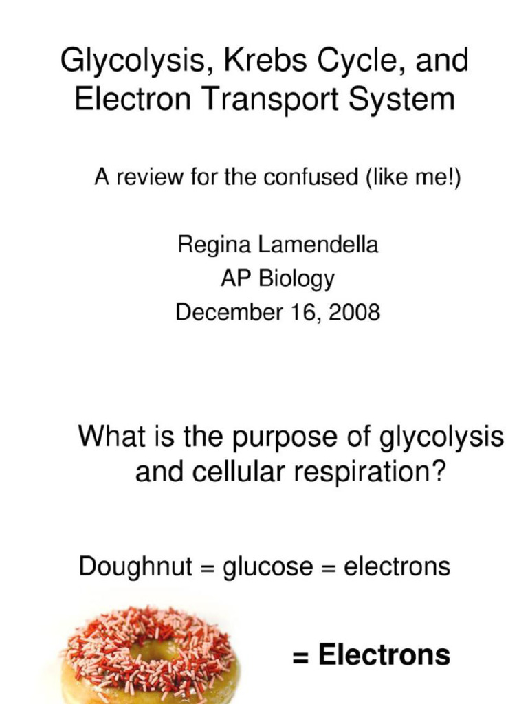 Glycolysis, Krebs Cycle, And Electron Transport System - 20250320 ...