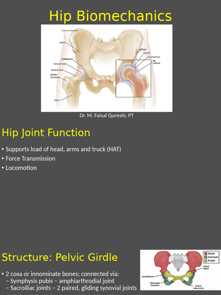 Hip Joint Biomechanics | PDF | Hip | Anatomical Terms Of Motion