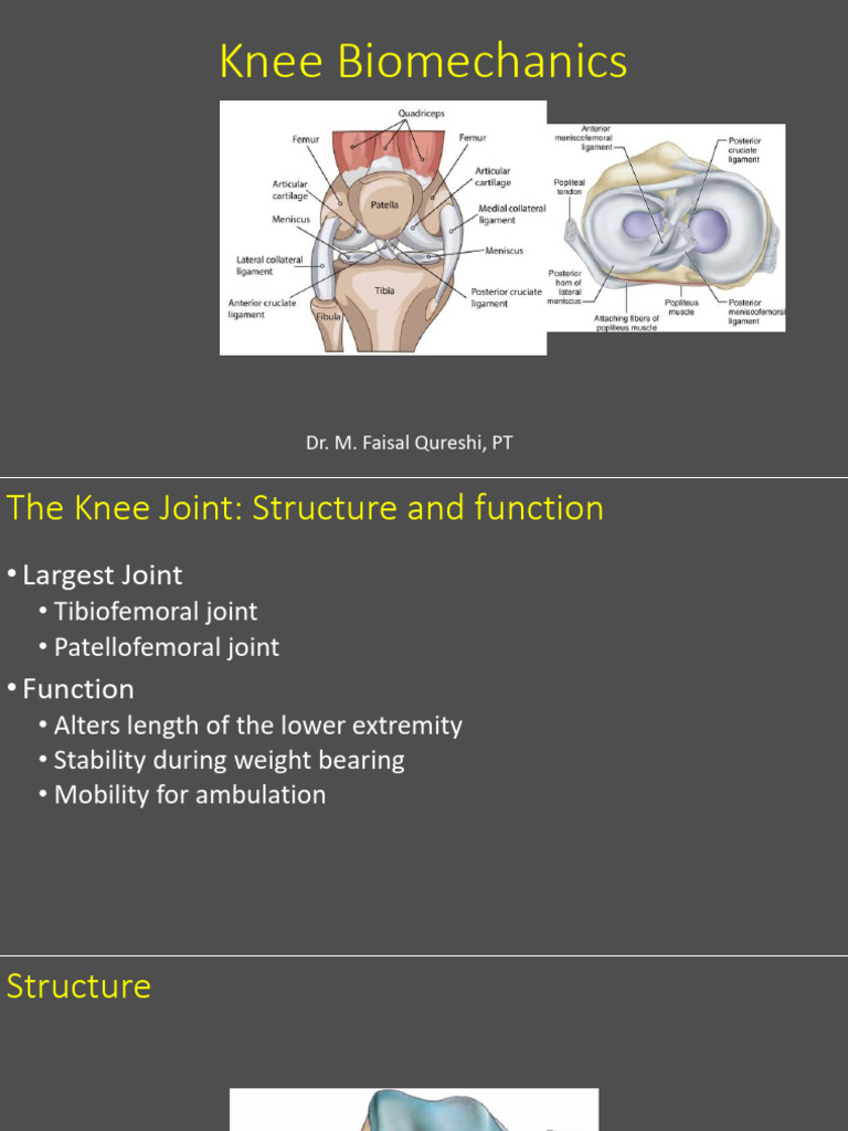 Knee Joint Biomechanics | PDF | Knee | Anatomical Terms Of Motion