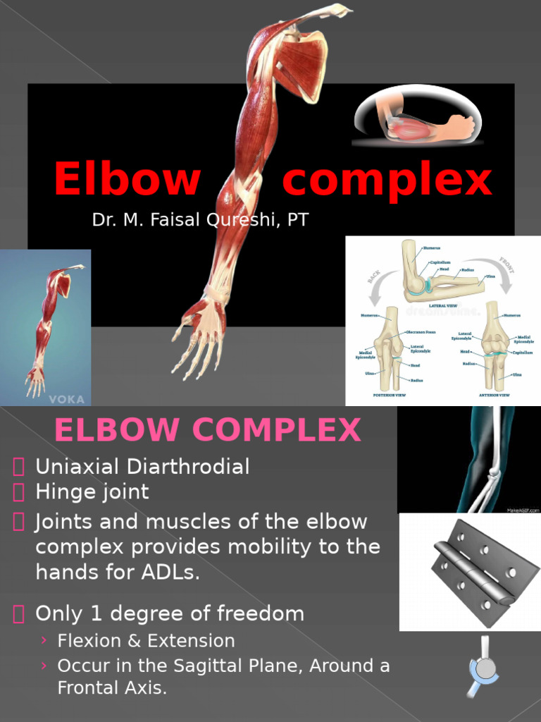 Elbow Complex Anatomy and Function | PDF | Elbow | Anatomical Terms Of ...