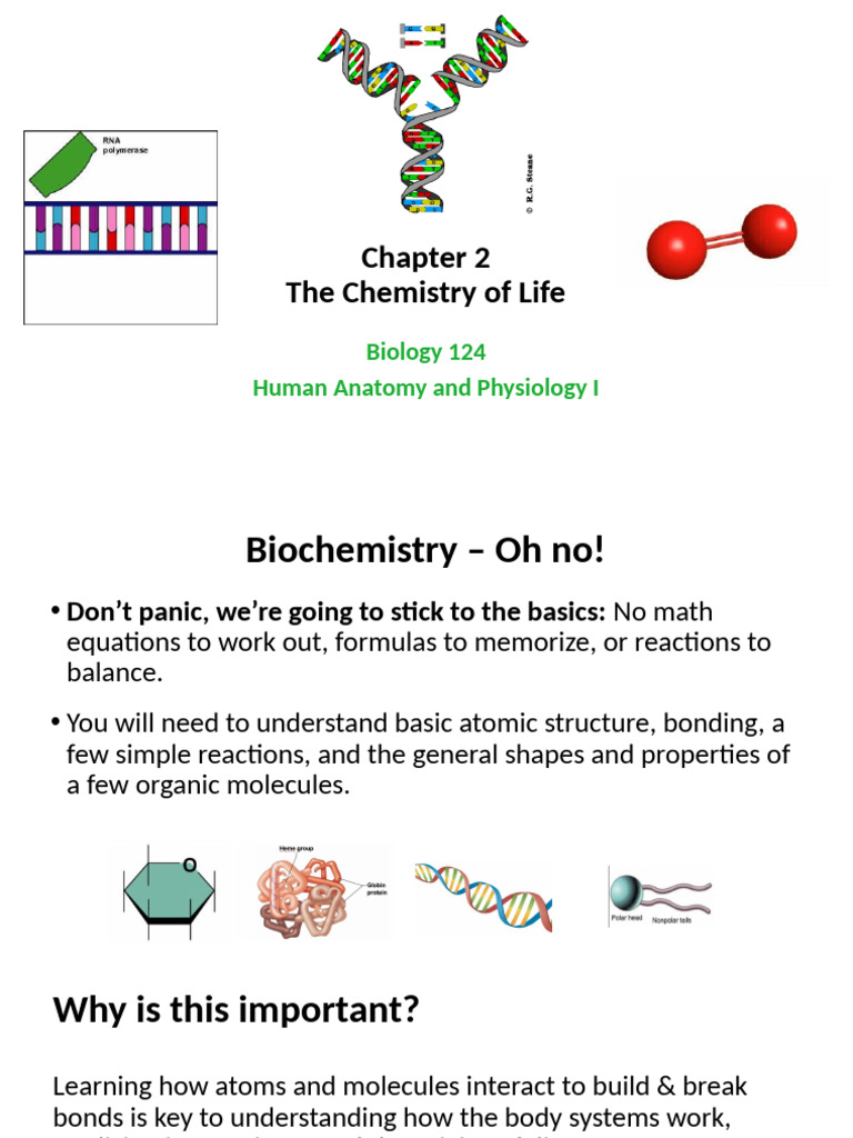 Chapter 2 The Chemistry of Life(1) | PDF | Nucleotides | Nucleic Acids