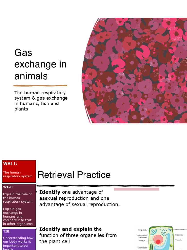 T4W5L3 - Gas Exchange in Animals | PDF | Respiratory System | Breathing