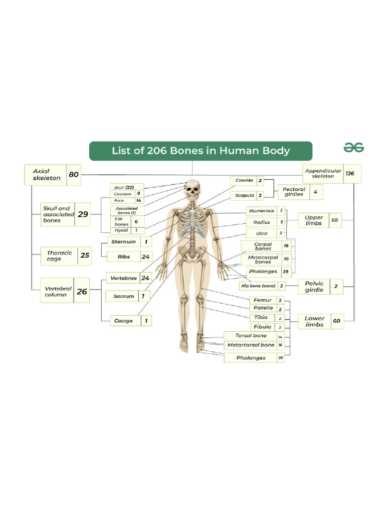 Human 206 Bone | PDF