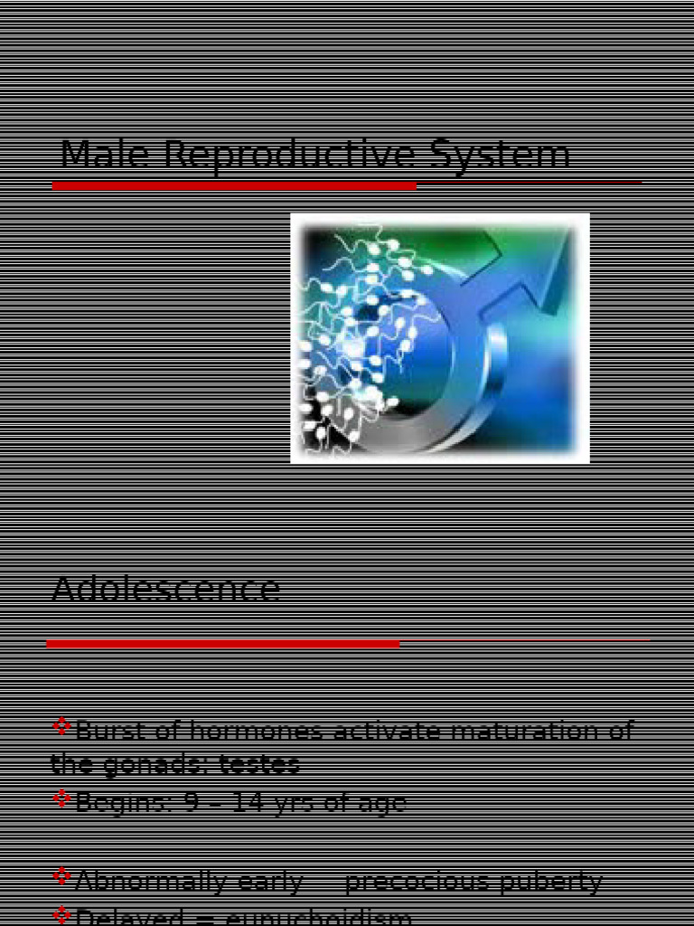 Testis Anatomy and Male Development | PDF | Testicle | Prostate