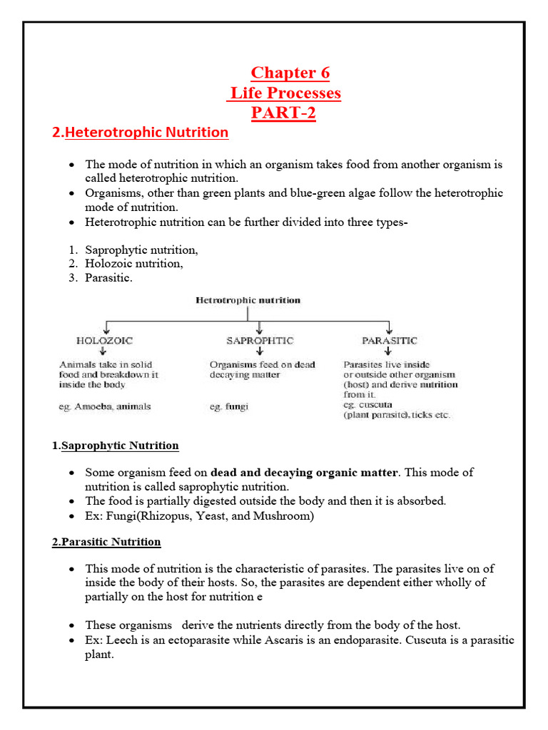 Nutrition Types: Holozoic & Saprophytic | PDF | Digestion | Nutrition