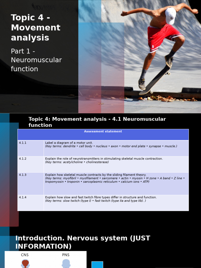 Topic 4 - Part 1 - Neuromuscular Function | PDF | Motor Neuron | Muscle ...