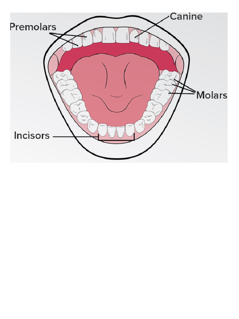 Teeth | PDF