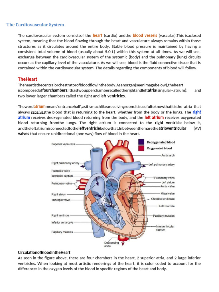 Cardiovascular anatomy notes | PDF | Heart Valve | Heart