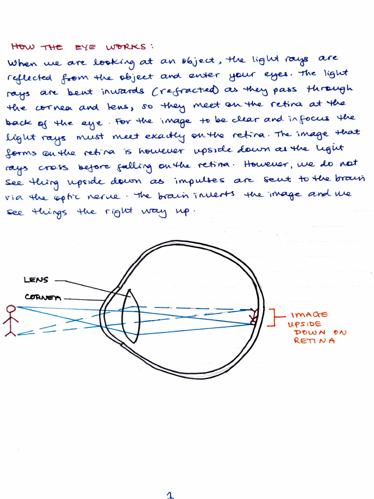 32 Human Eye - How It Works | PDF | Human Eye | Nervous System