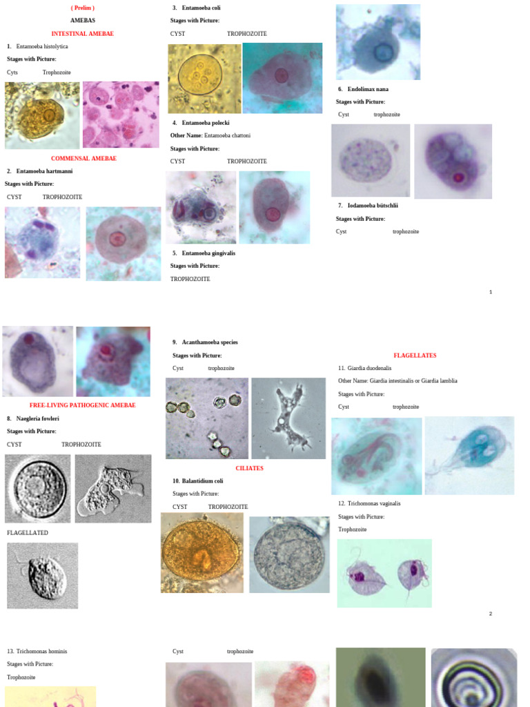 Atlas Parasites Pics Prelim To Midterm | PDF | Parasitology | Microbiology