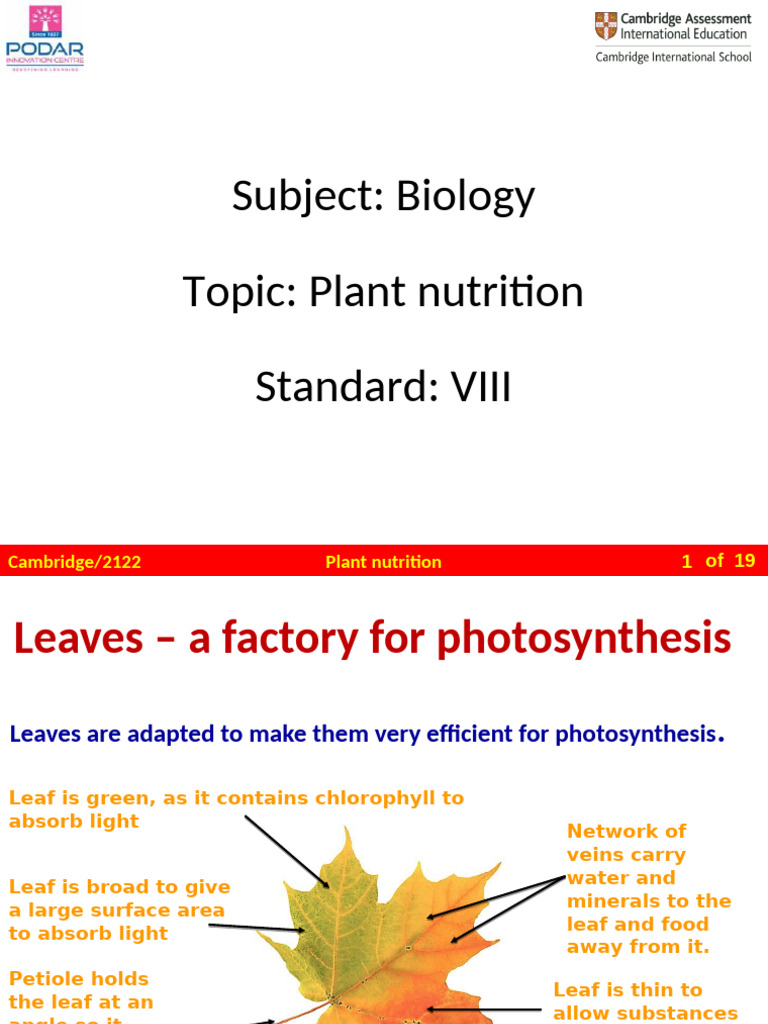 PPT_VIII_Bio_Unit 6_Leaves | PDF | Leaf | Stoma