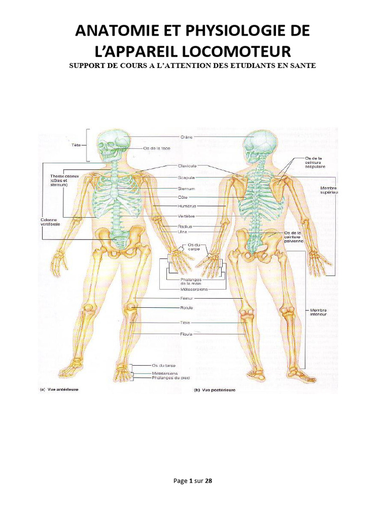 Anatomie du Système Locomoteur | PDF | Vertèbre | Muscle