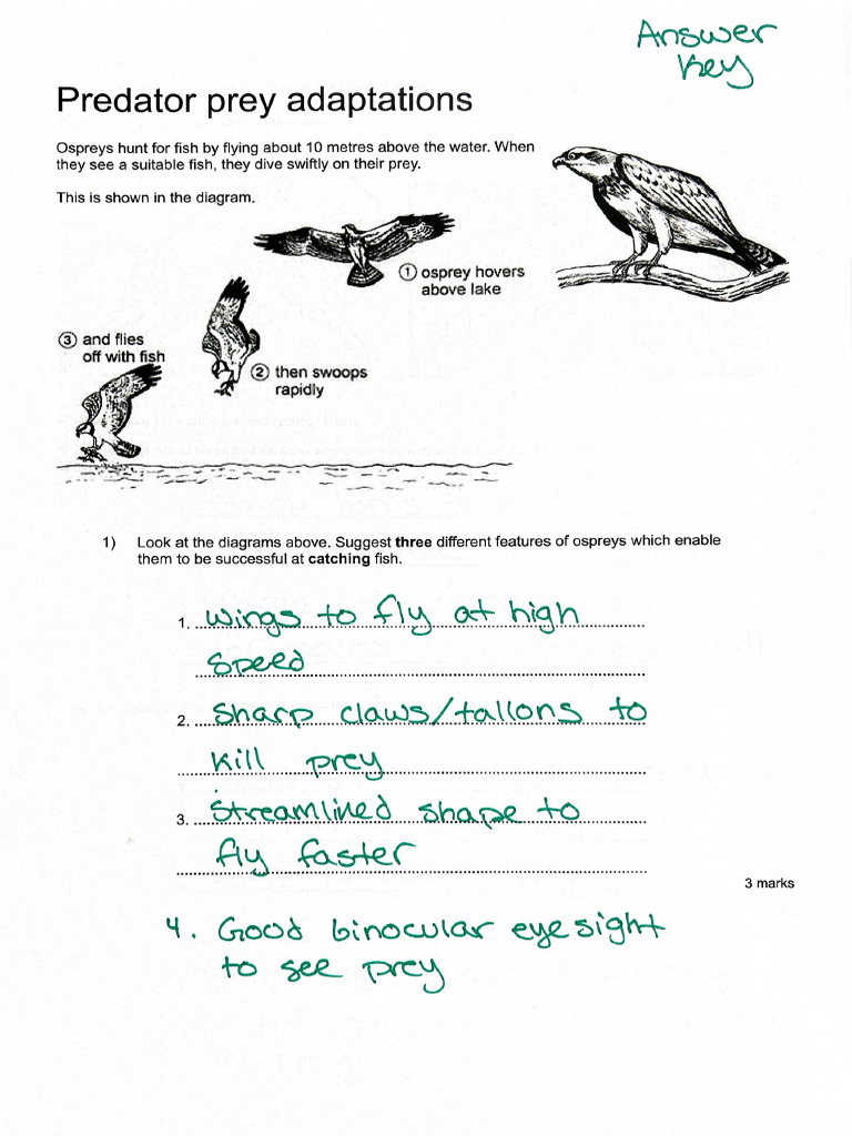 Predator Prey Answer Key | PDF