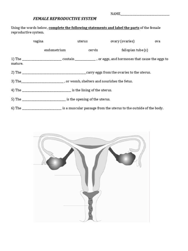 Reproductive System Worksheet FML | PDF