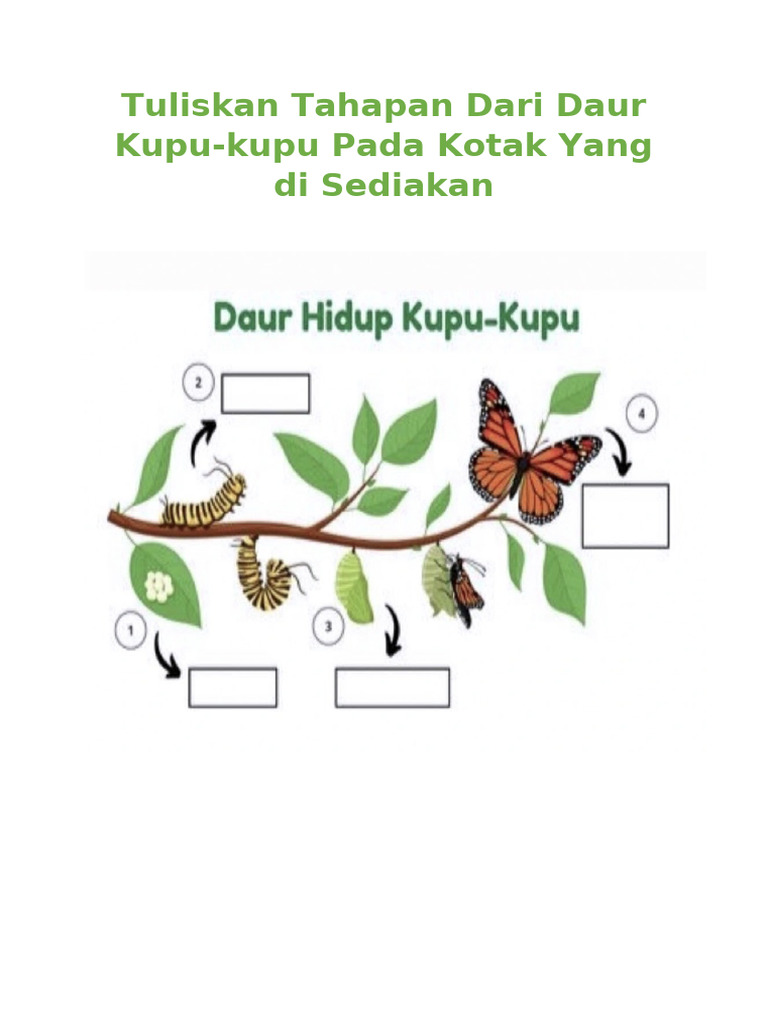 Soal metamorfosis kupu-kupu | PDF