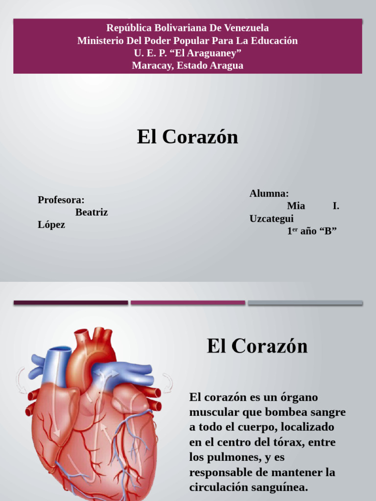 Presentacion de mia uzcategui -el corazon- | PDF