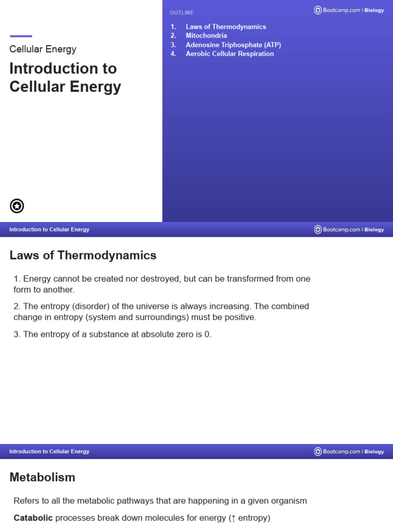 Ch. 3_ Cellular Energy Handout | PDF | Cellular Respiration | Diet ...