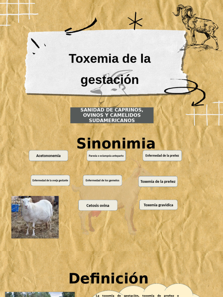 Toxemia de La Gestación e Hipocalcemia | PDF | Calcio | Oveja