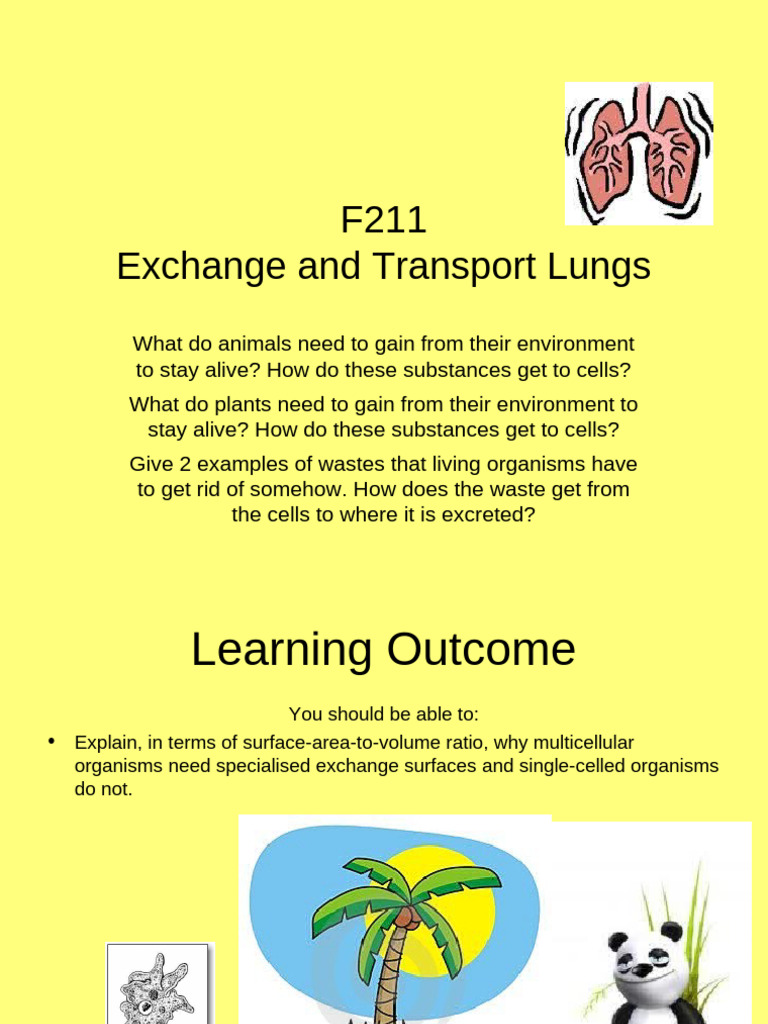 As Gas Exchange and Transport in Mammals | PDF | Heart | Breathing