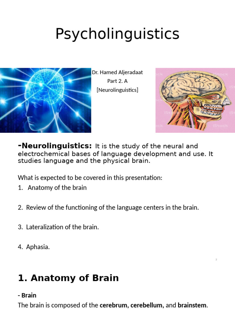 Neurolinguistics: Brain Language Centers | PDF | Lateralization Of ...