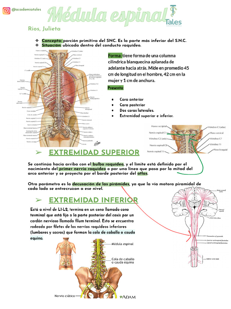 Estructura y Función de la Médula Espinal | PDF | Médula espinal ...