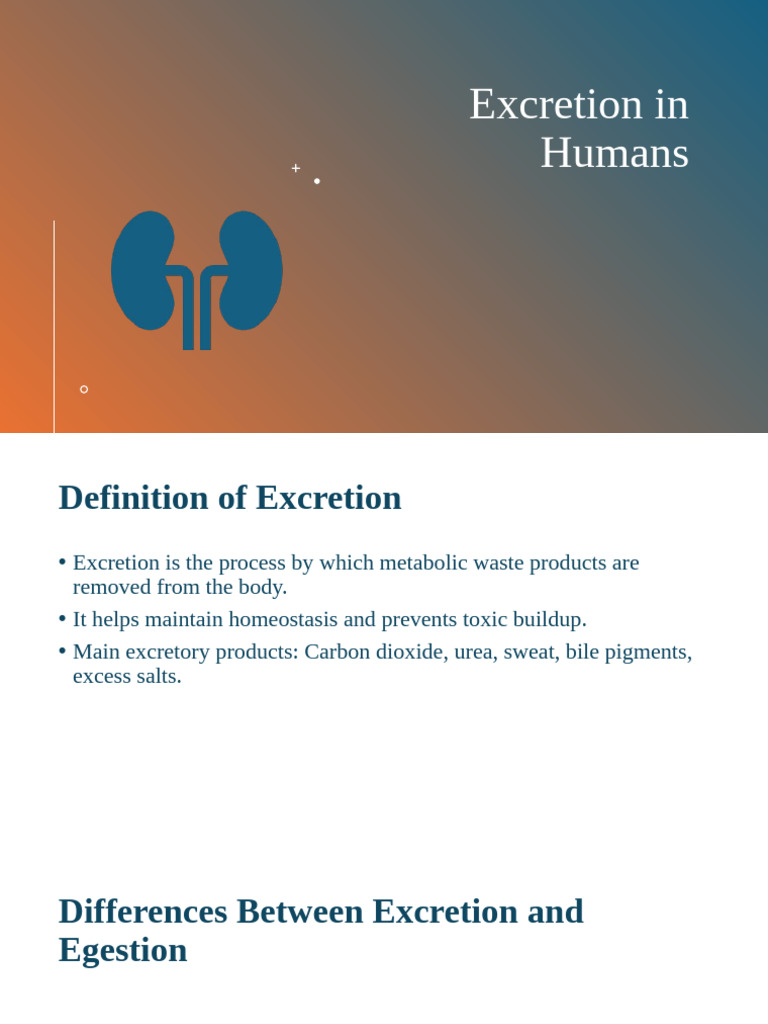Understanding Human Excretion | PDF | Kidney | Skin