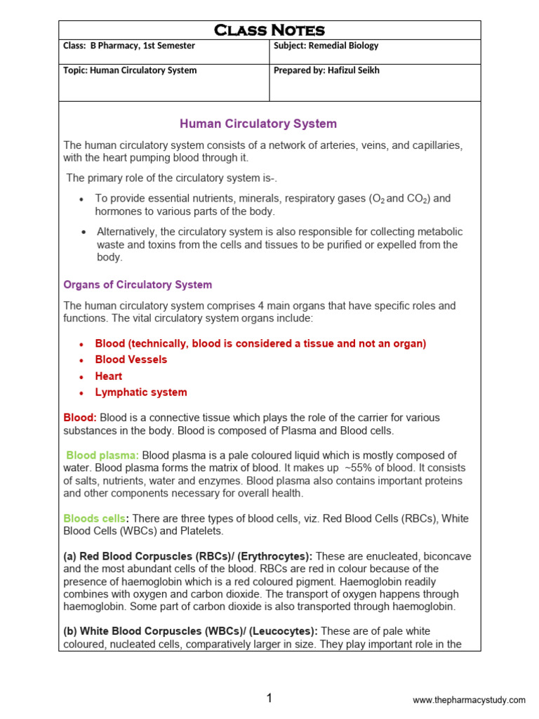 Human Circulatory System Physiology | PDF | Heart | Circulatory System